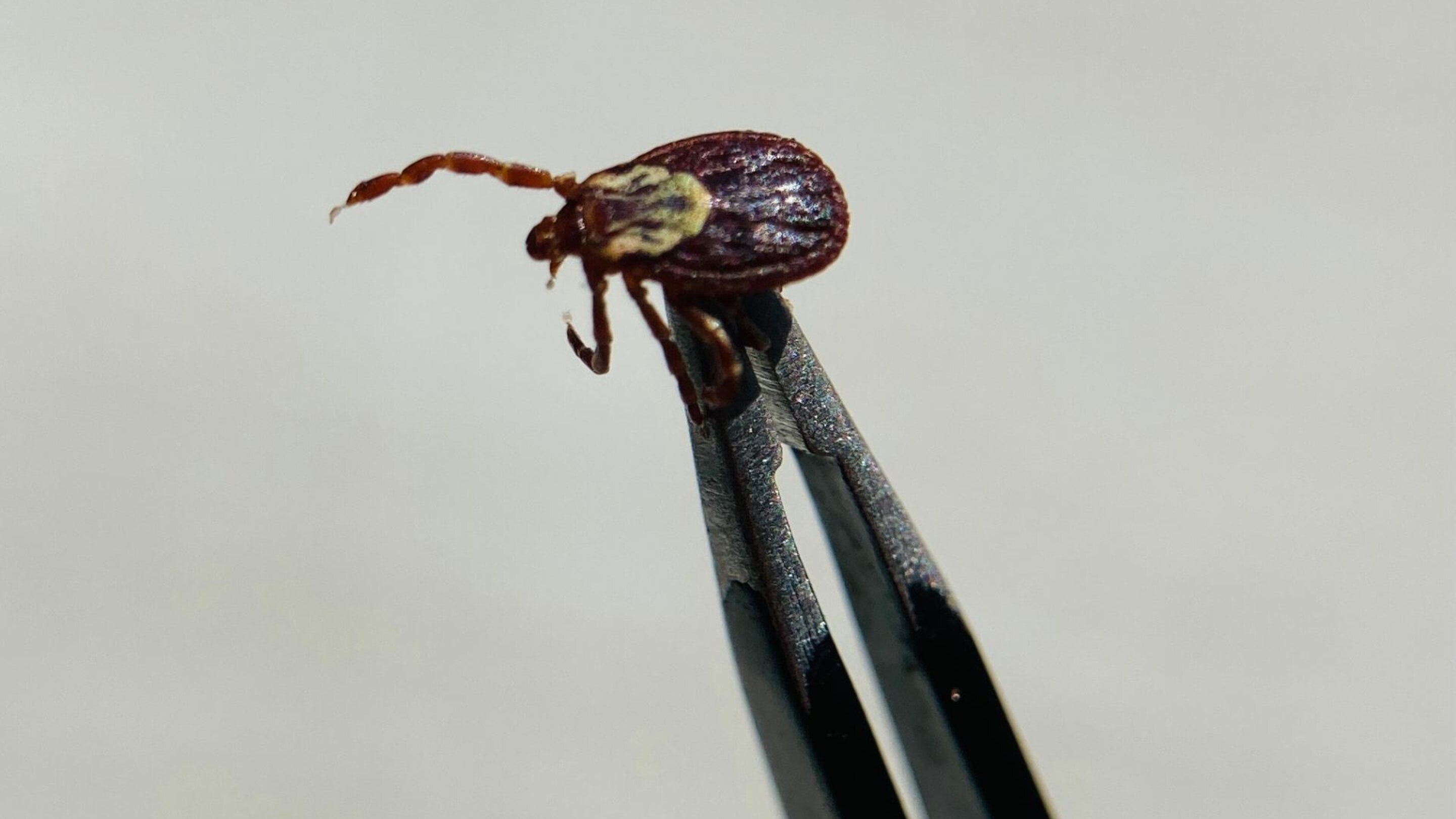 Tick Tag Go - Observations & Identification | Nebraska One Health ...